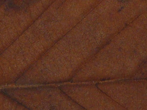 texture 0038 - Texturelib